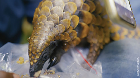 Mardi 10 février 06:20 - Héroïnes de nature - L'ami pangolin | Ushuaia TV